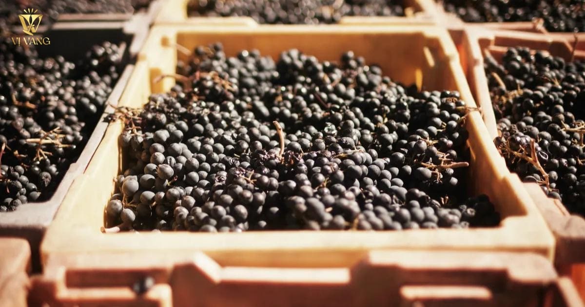 Rượu vang Neropasso Biscardo - Hương vị tinh tế